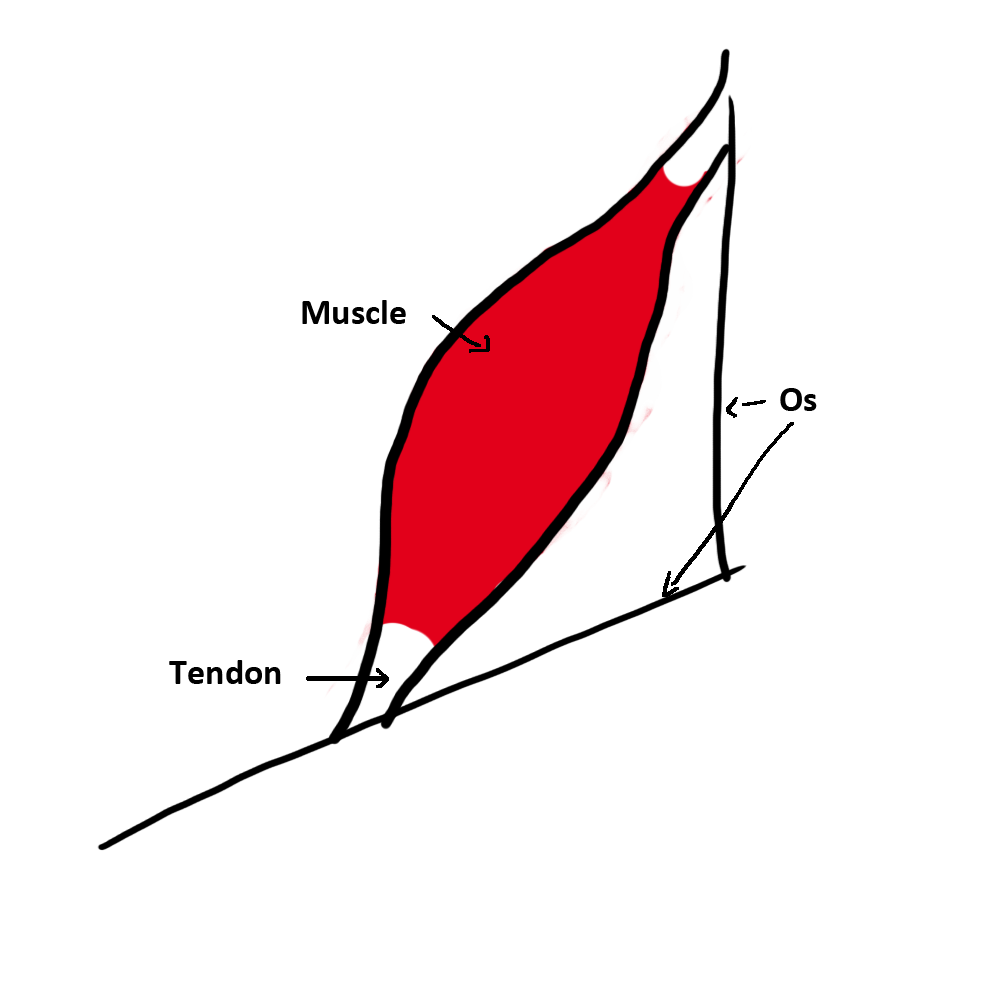 La Tendinite - Konrad Florkow - Ostéopathe à Castres