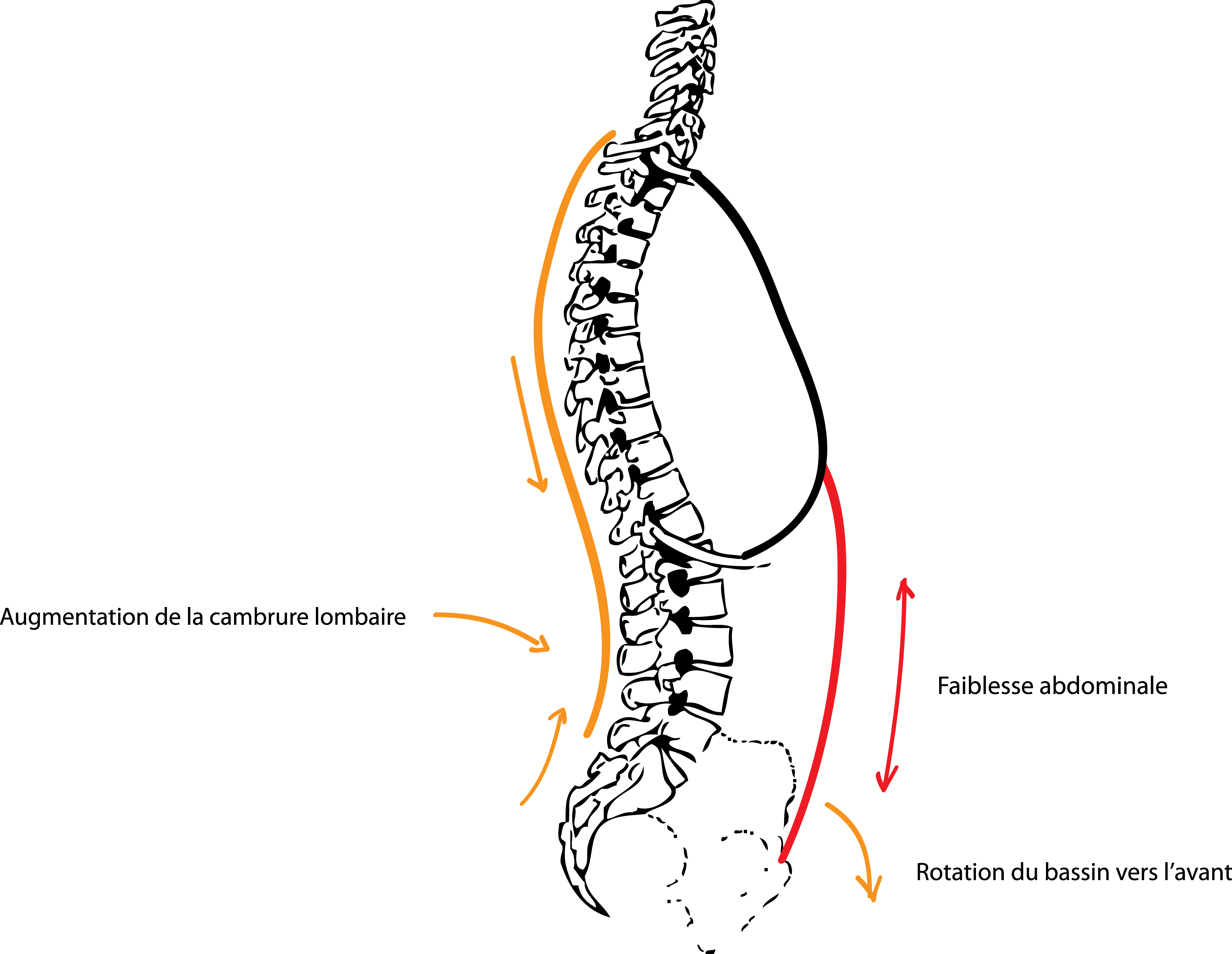 Mal de dos ? Konrad Florkow, Ostéopathe à Castres